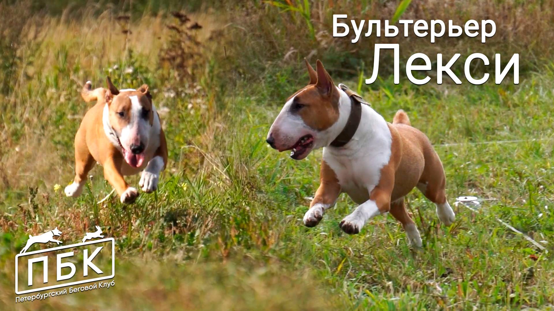 Бультерьер Лекси на беговой тренировке (курсинг)