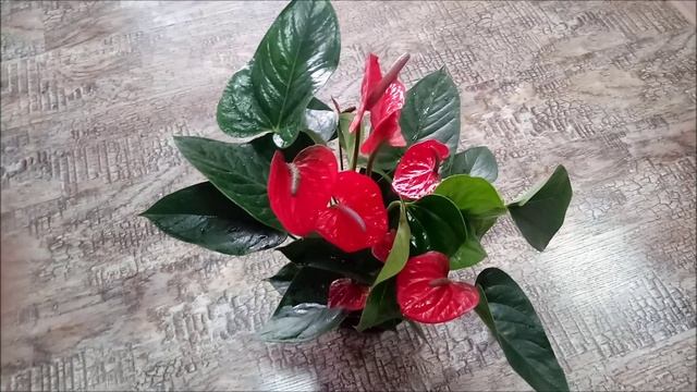 Антуриум Karma Dark Red, обзор сорта