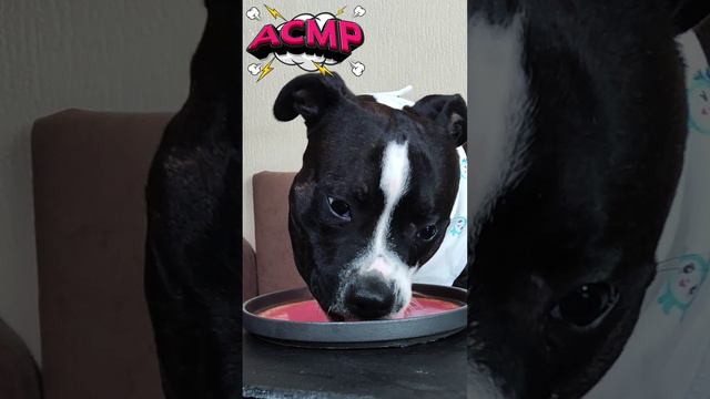 АСМР Вареные сосиски уже закончились? 👂 #asmr #mukbang #staffy #асмр #мукбанг #стаффи #животные