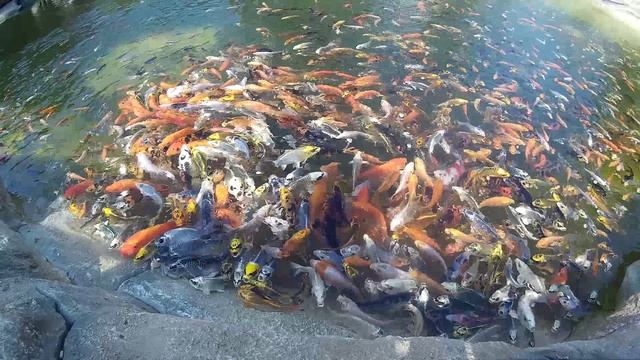 Фоторыбалка. Бахчисарайский парк миниатюр.