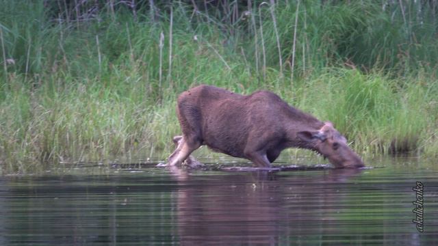 УХОДЯ... НЕ СПЕШИ УХОДИТЬ.