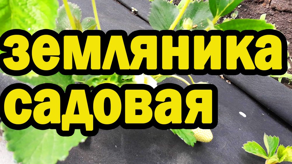 Основной сбор земляники