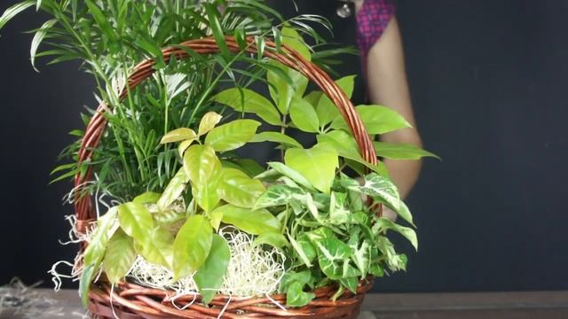 Подарочная корзина из комнатных растений