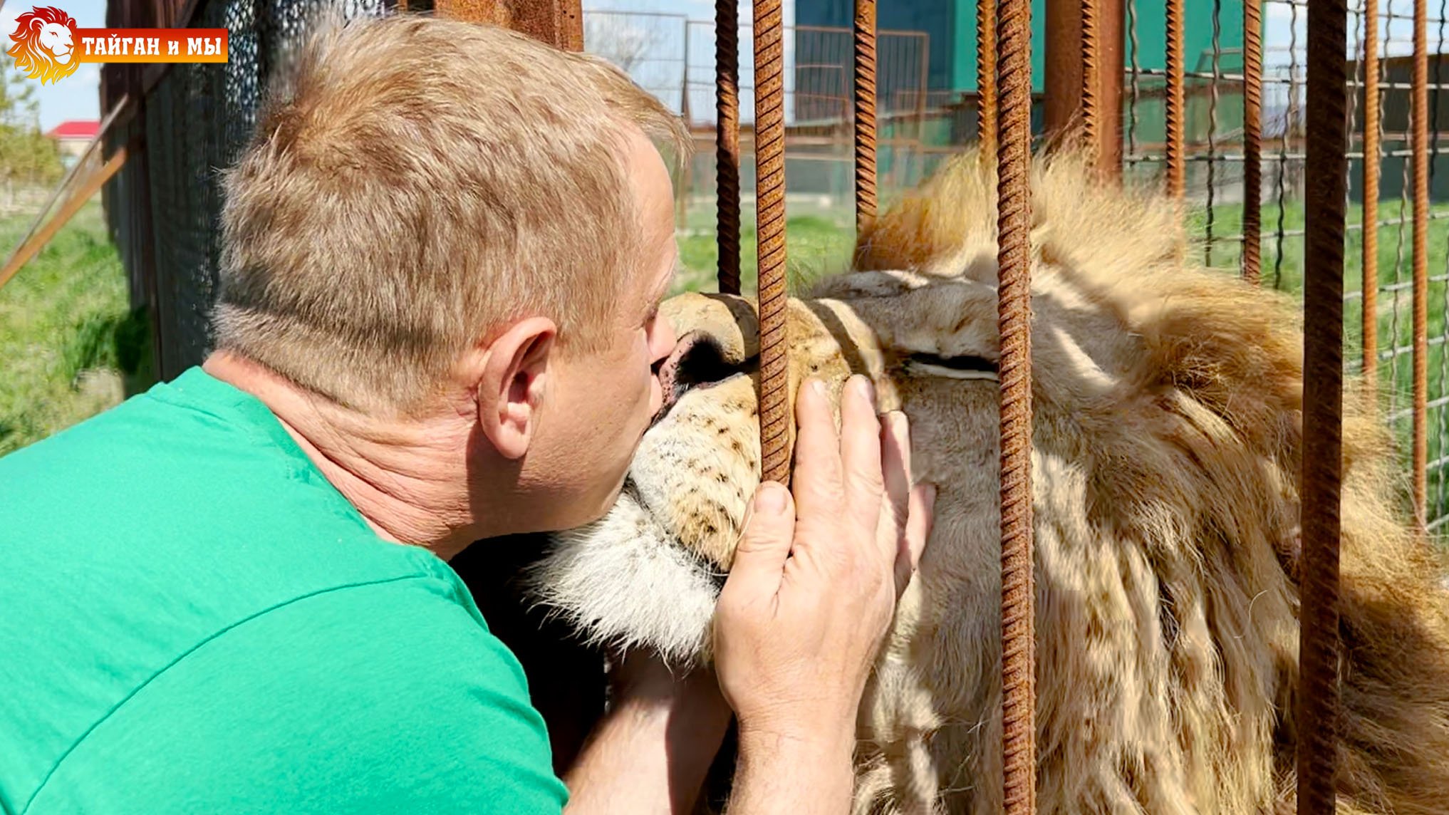 Этих львов мы НЕ ВИДЕЛИ с осени! Тайган.