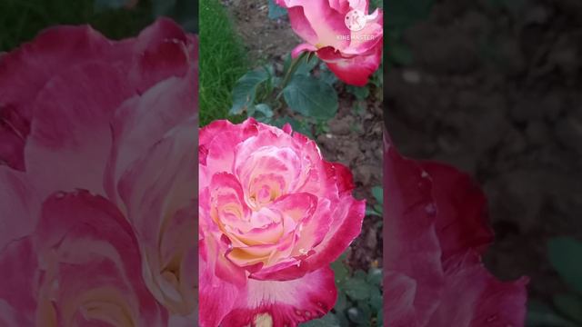 Роза Парадайс. Роза из рая.#Shorts