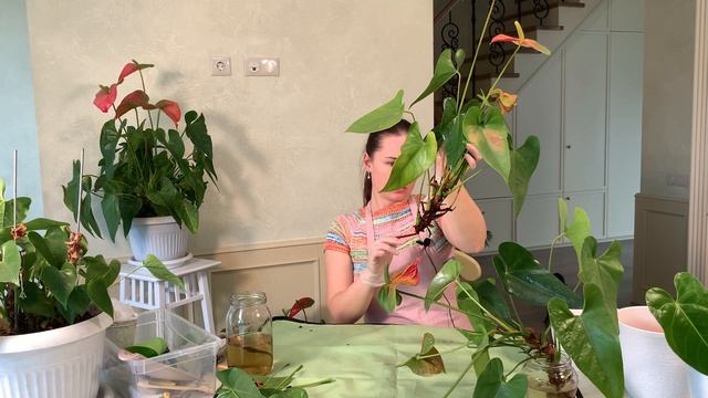 №10. Антуриум. Обрезка. Омоложение. Растения_из_кафе.