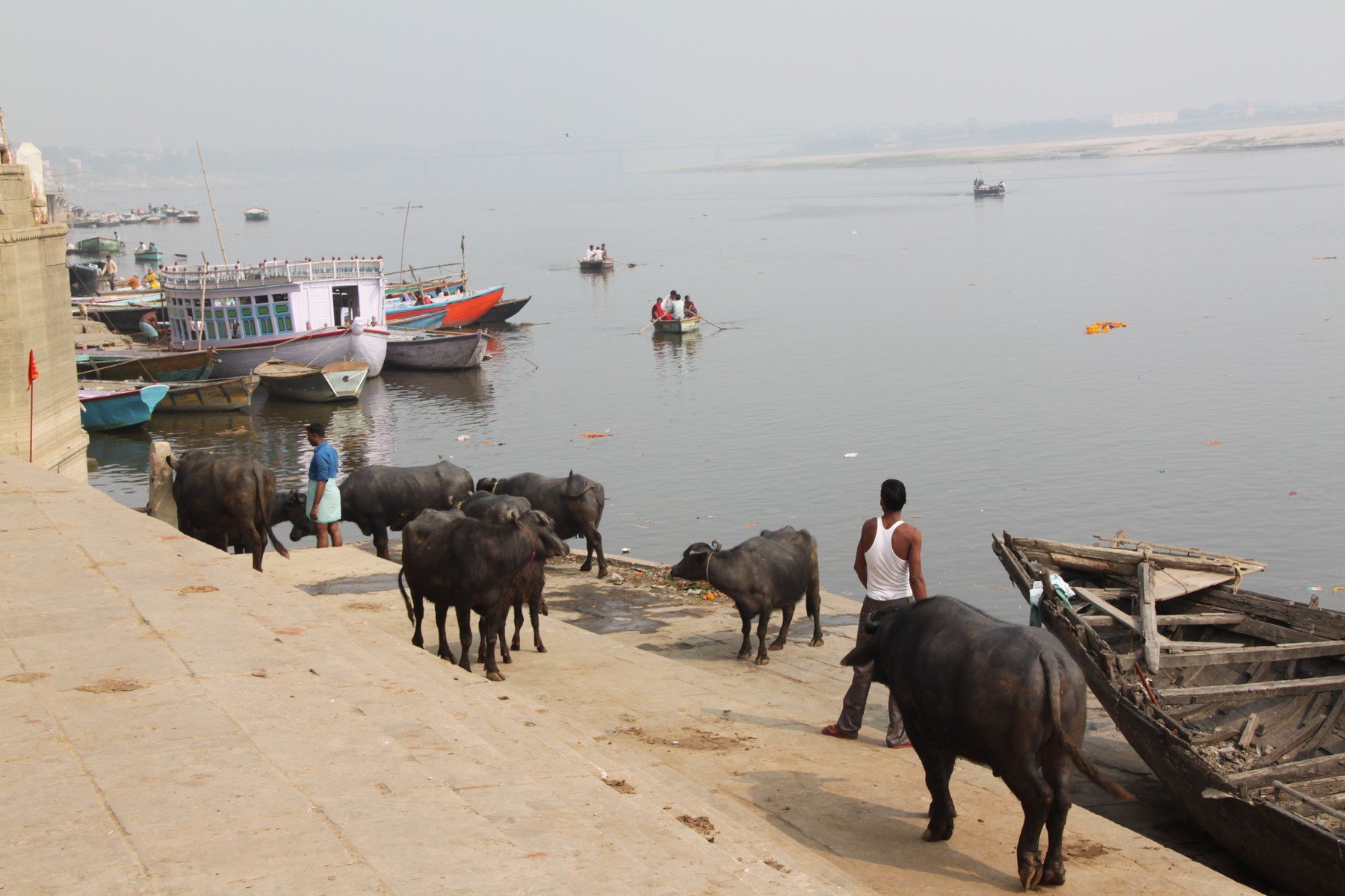 201202 Индия Варанаси Священные животные Индии