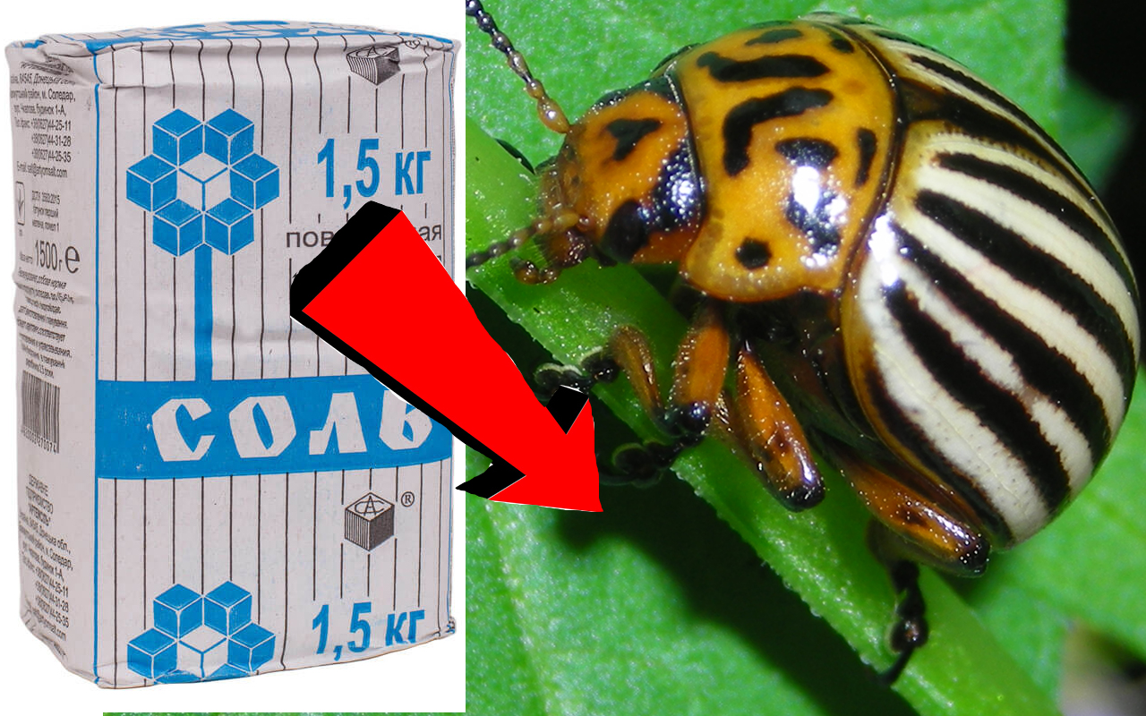 КАК ИЗБАВИТЬСЯ ЗА 3 МИНУТЫ ОТ КОЛОРАДСКОГО ЖУКА НА КАРТОШКЕ!