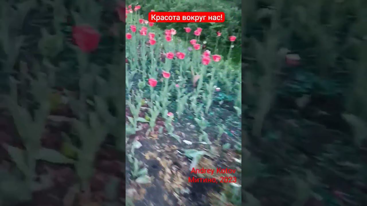 Красота вокруг нас! Митино май 2023 #красотавокругнас #2023 #may#mitino#andreykotov @Kotov.Andrey