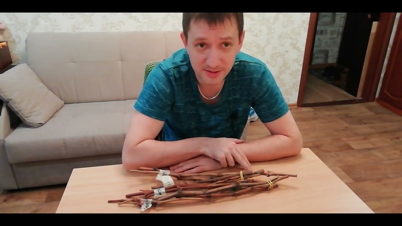 Новые сорта винограда