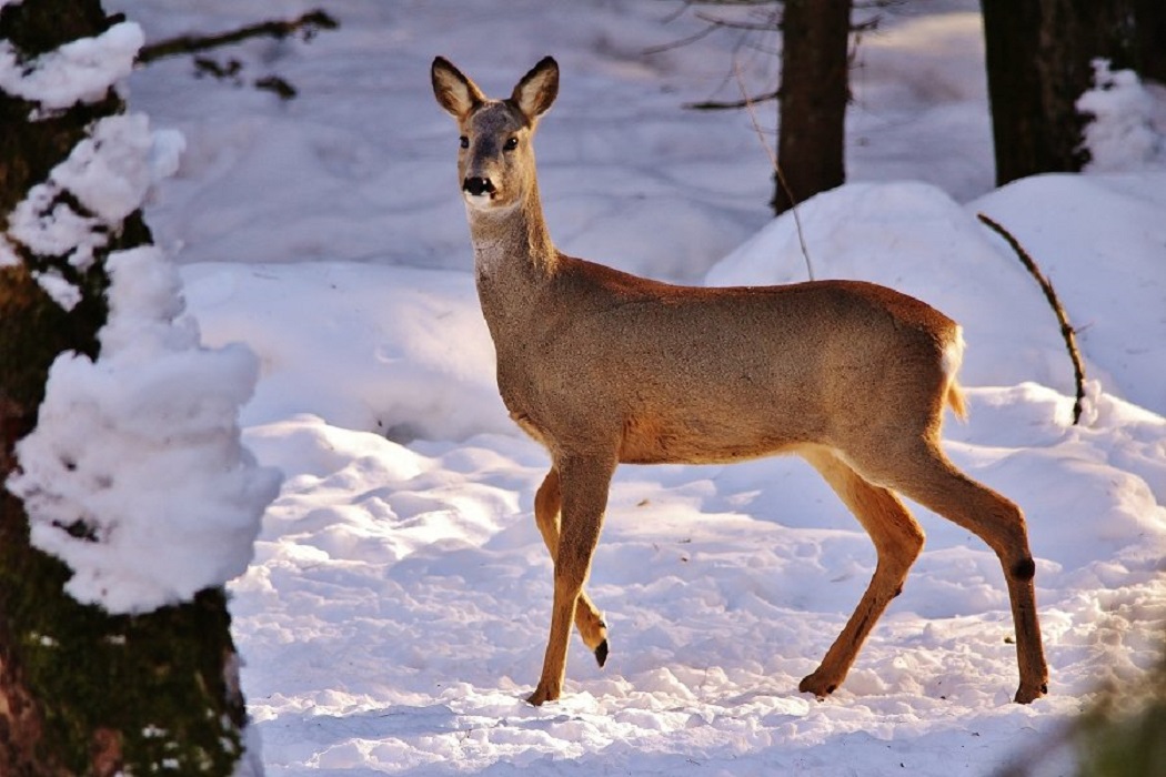 Сезон охоты на косулю с подхода.