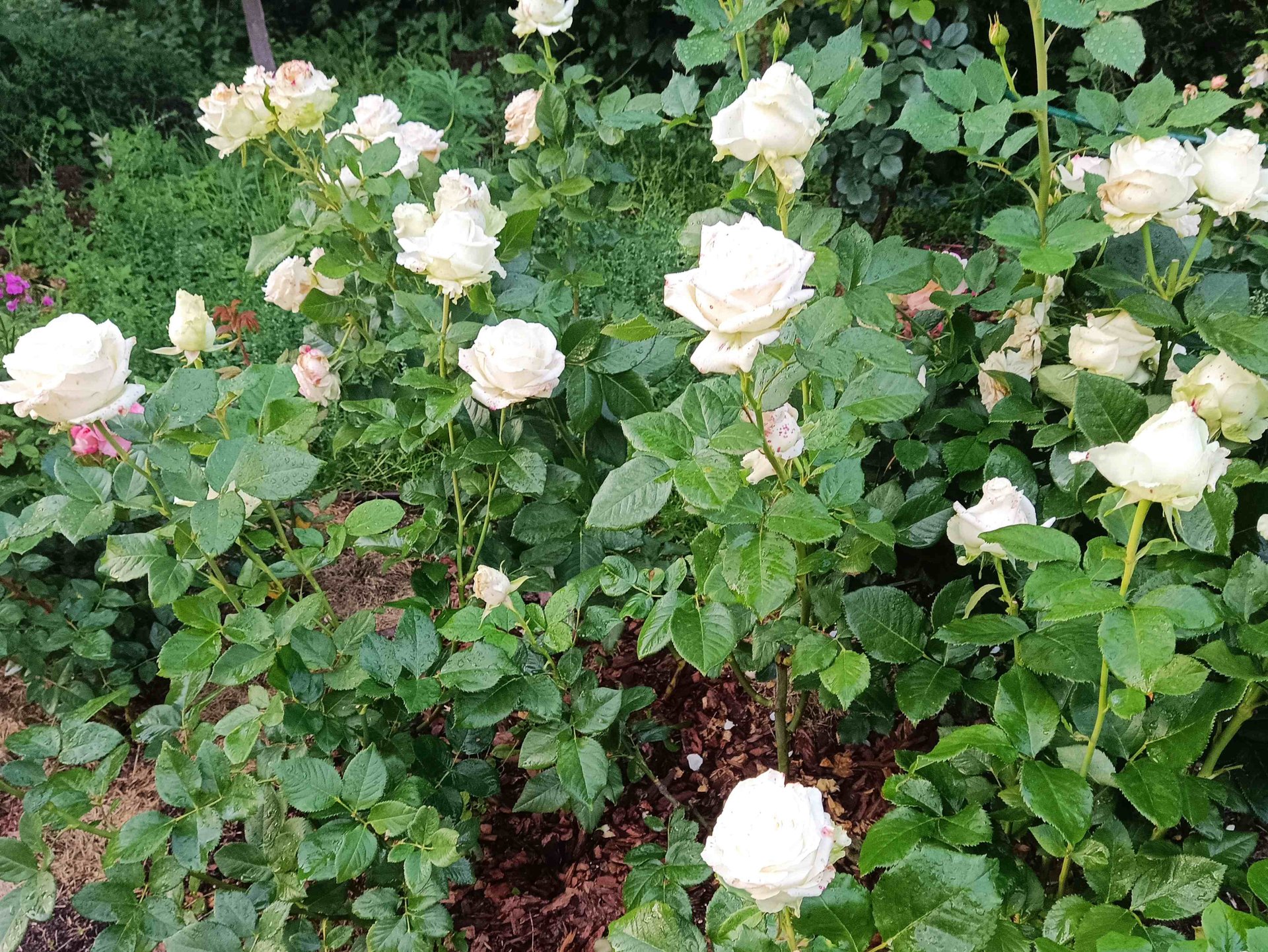 РОЗЫ ВЗЯЛИ КУРС НА ЛЕТО. ЧТО С ОБРЕЗКОЙ РОЗ В АВГУСТЕ?