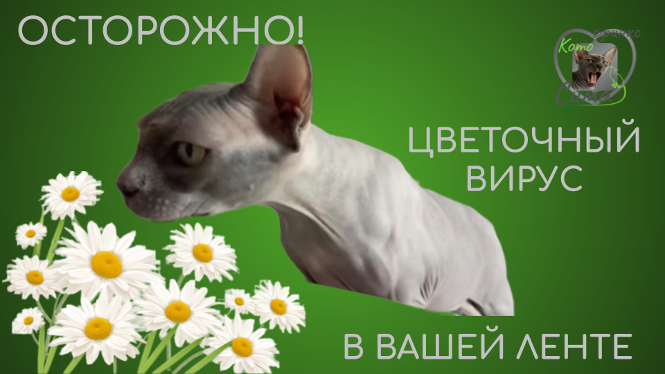 Работает на все сто! Заряд на тепло, добро и позитив! Кошки и цветы в одном видео.