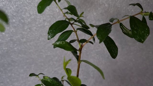 Мирт Зеленый крупнолистный 2