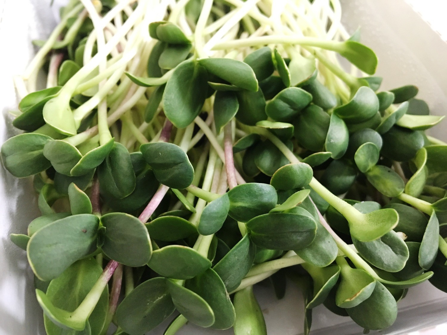 .Как вырастить микрозелень подсолнечника