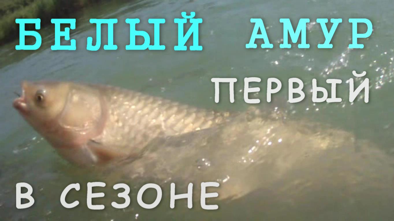 Белый амур в июле.