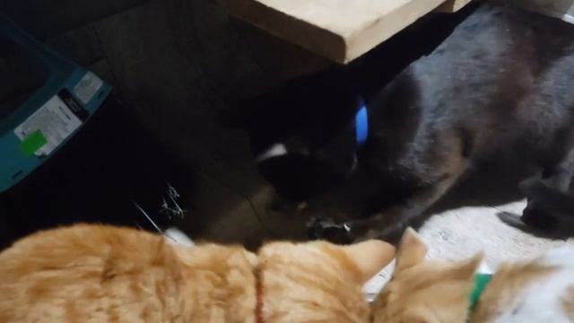Черный кот ест кашу лапой)))).