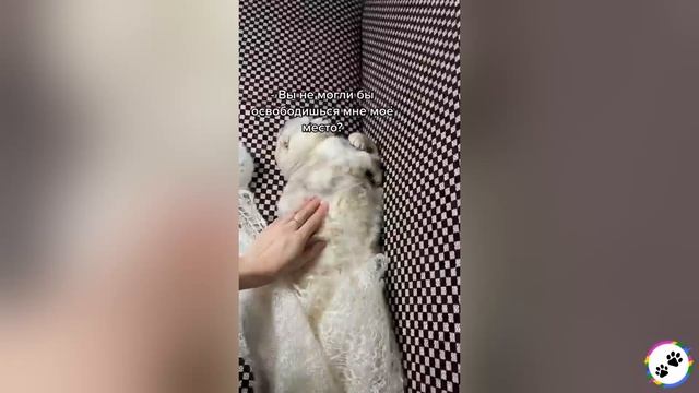 Забавные питомцы #75