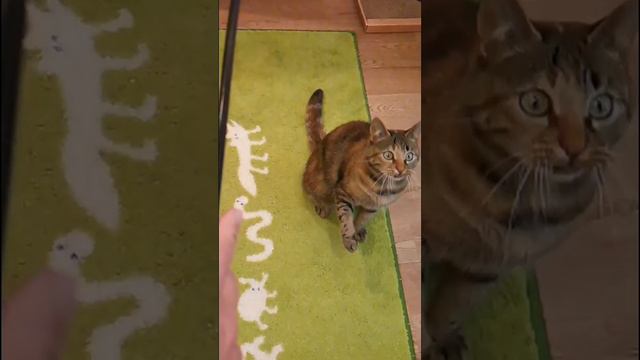 2024г. Слива. Глазки