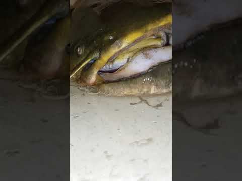 Рыбалка в Дагестане Поймали Огромного Сома