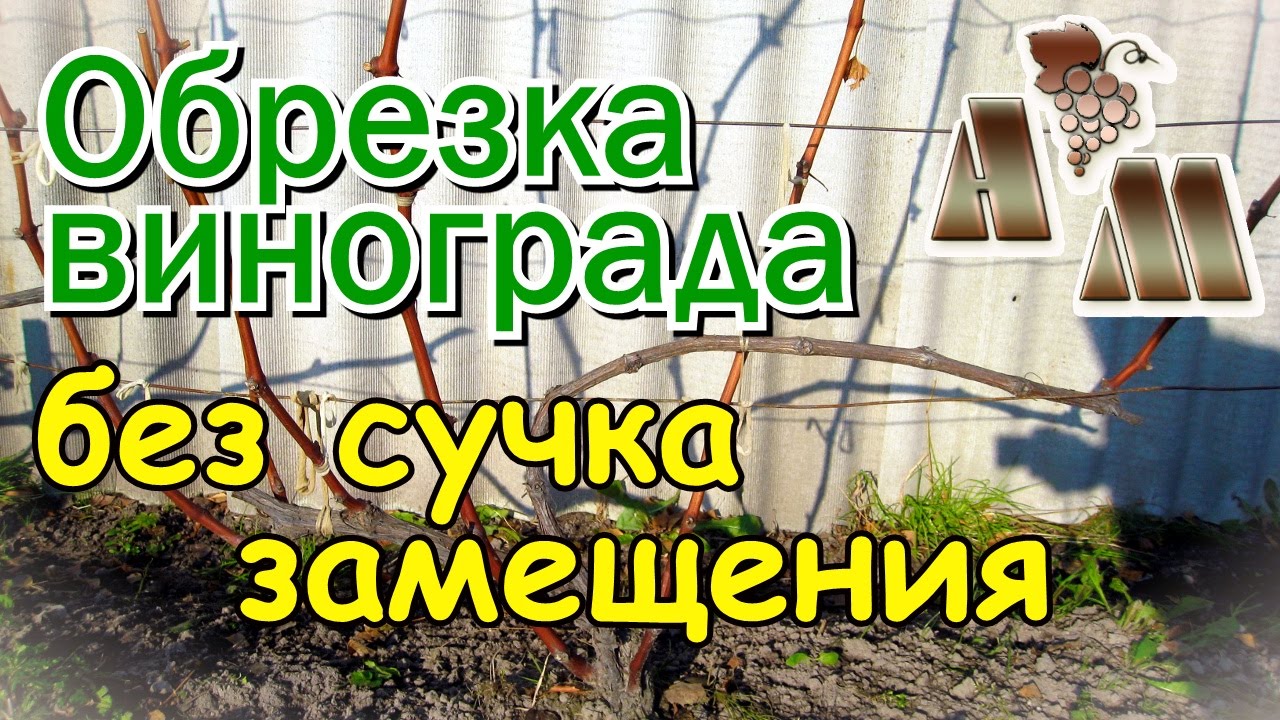 ? Обрезка винограда без сучка замещения