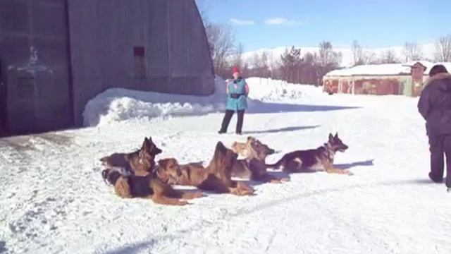 Пастьба - вариант без овец н.2