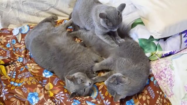 Массаж на троих.