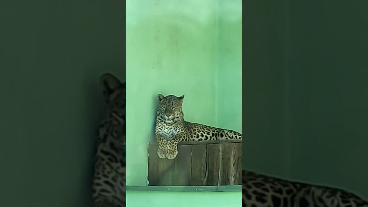 Леопард! Я за вами наблюдаю. Всё вижу!