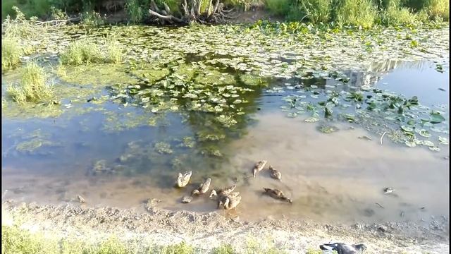 Кудрово 2021 год, парк Оккервиль прогулка.