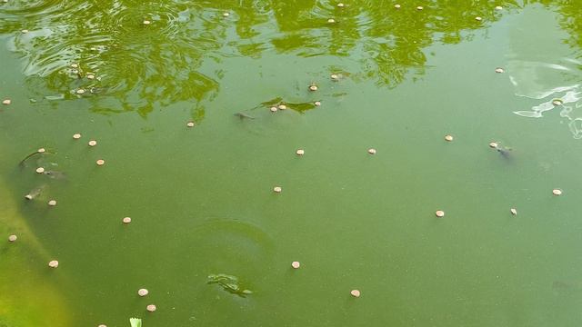 Разводим карасей в деревне