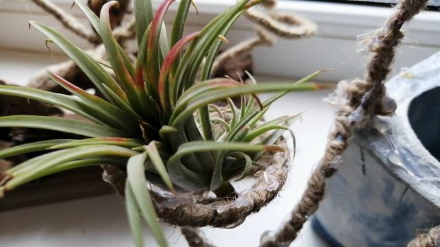 Тилландсии Ионанта и Ионанта Друид. В чем отличие?