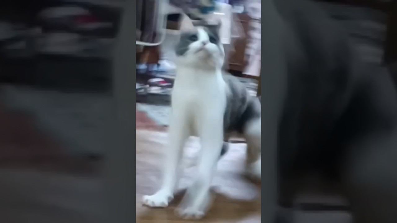 Упоротая Муха #всегопонемногу #котики #кошка #кошки #приколы