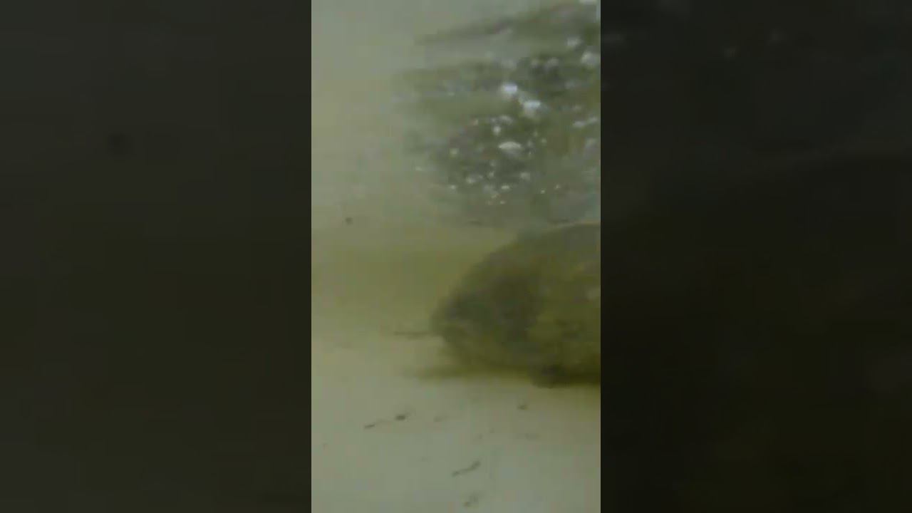 Крупный Сом Плавает в Ванной Рыбалка в Дагестане