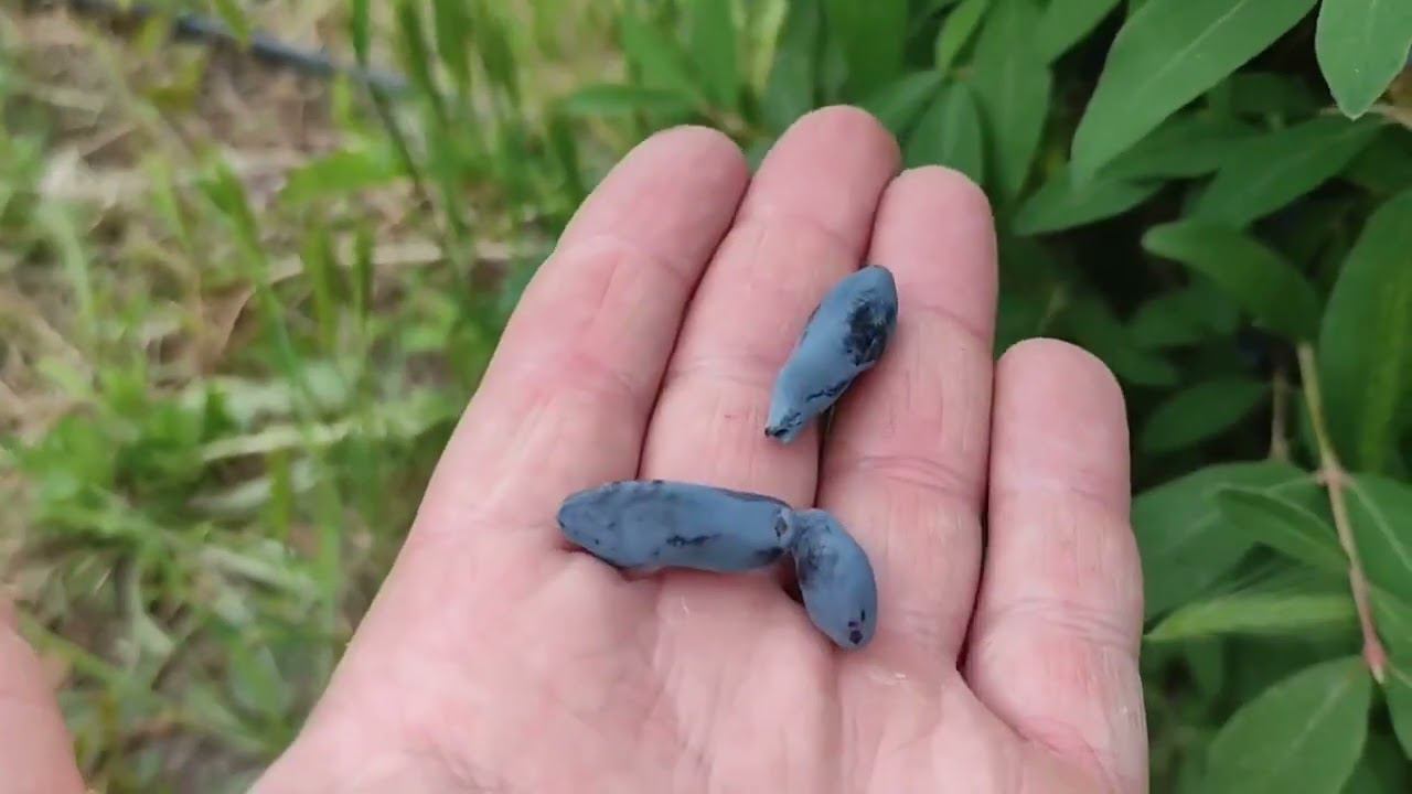 Жимолость сорта Мальвина(2024)