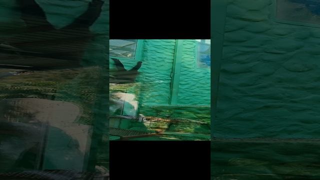 Обезьяны прыгают с места на место с помощью канатов