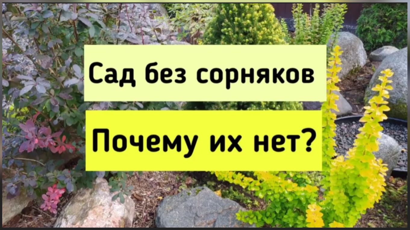 Сад без сорняков.Почему их нет.