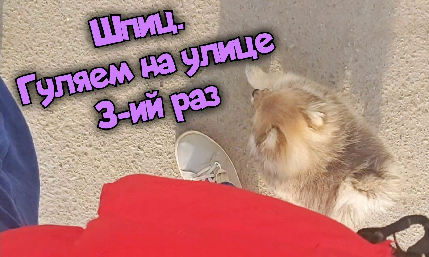 Шпиц. Гуляем 3 раз на улице.