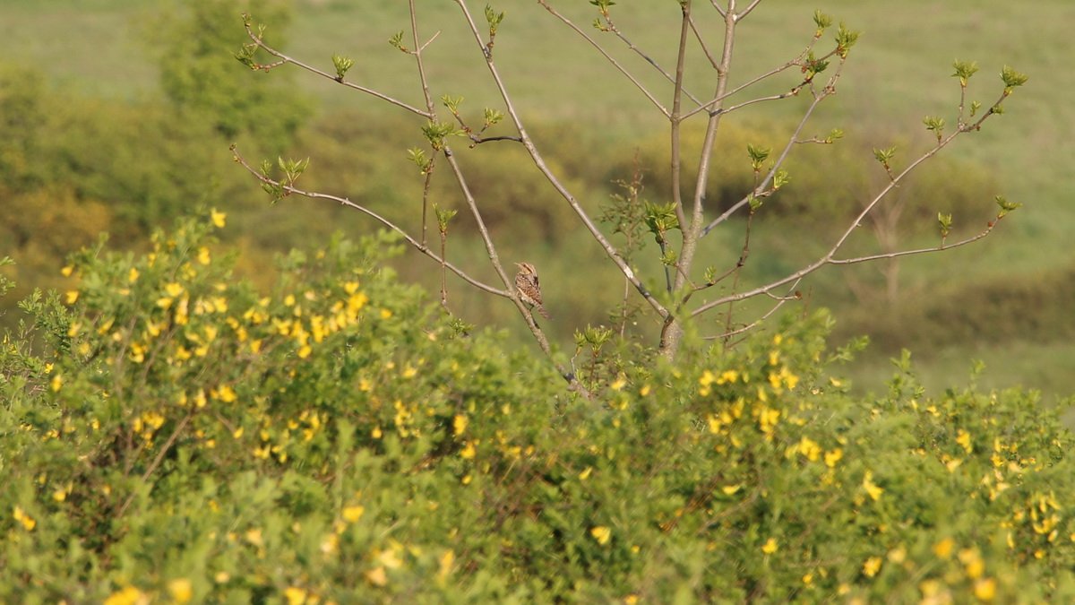 Вертишейка. Цветущая пойма степной речки. 14-16 мая 2023 года