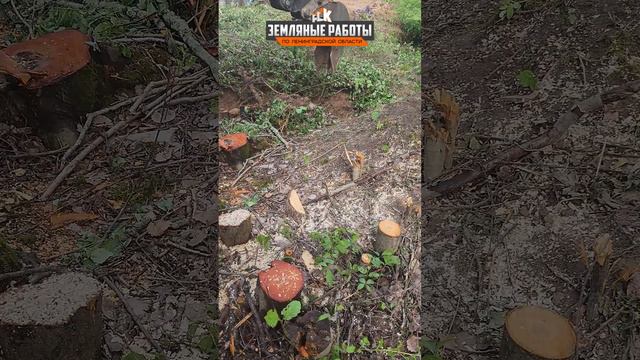 На сколько быстро происходит корчевание пней? #вск #shorts