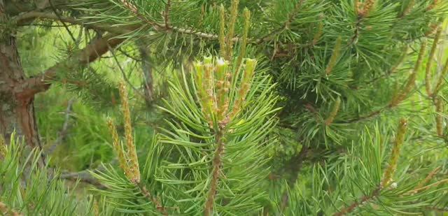 Стрижка сосны