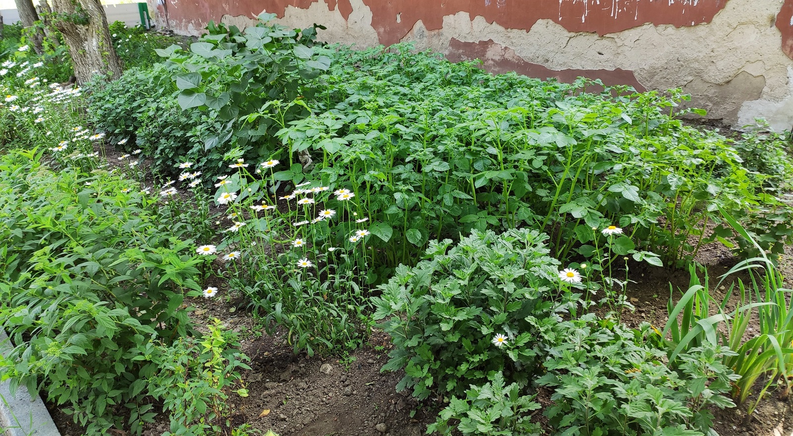 Картофель на клумбе.  Владивосток