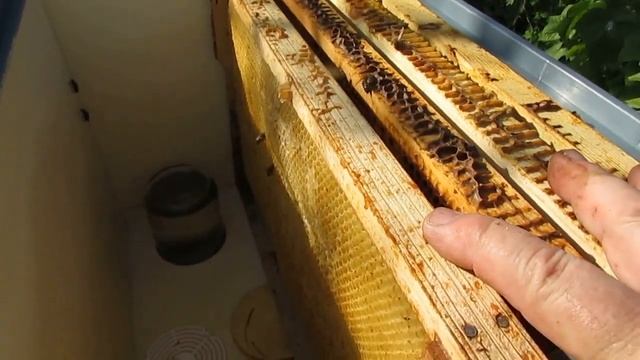 июнь на пасеке - делаю отводок на плодную матку для ухода от роения в улье Кука ( 12. 06. 2022 )