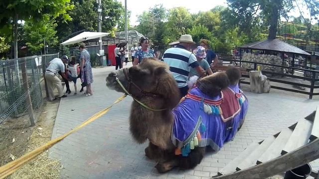 Верхом на верблюде. Бахчисарайский парк. Зоопарки Крыма..mp4