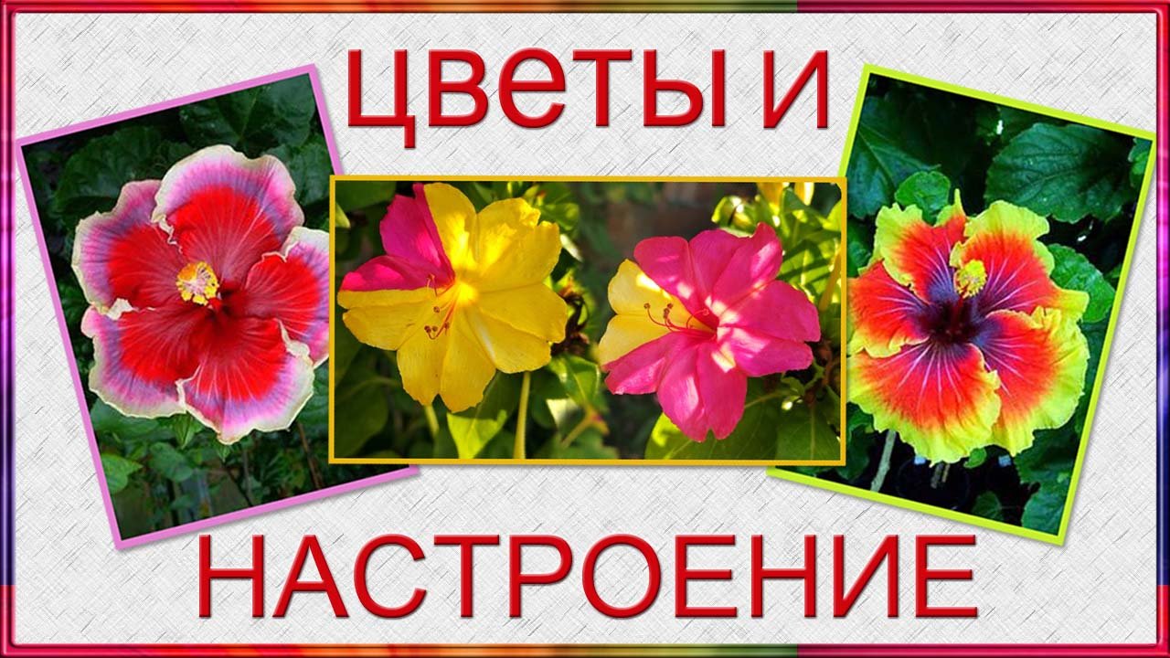 Стили Веер Танцующие красивые цветы для настроения.mp4