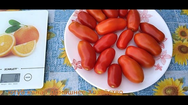 Обзор томата Пальчики Мальвины