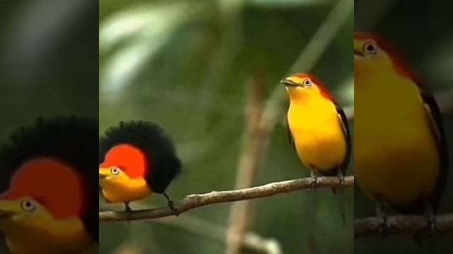 #Самая идеальная #походка #Короля #вечеринок