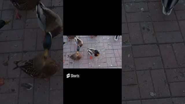 Прикольные утки #shorts #приколы #приколсутками#утки🦆😃🦆