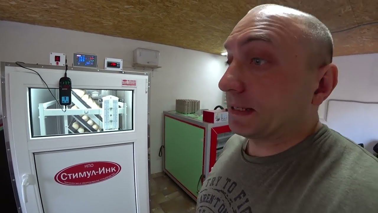 Инкубация яйца РОСС-308(Чехия) в Стимул-1000