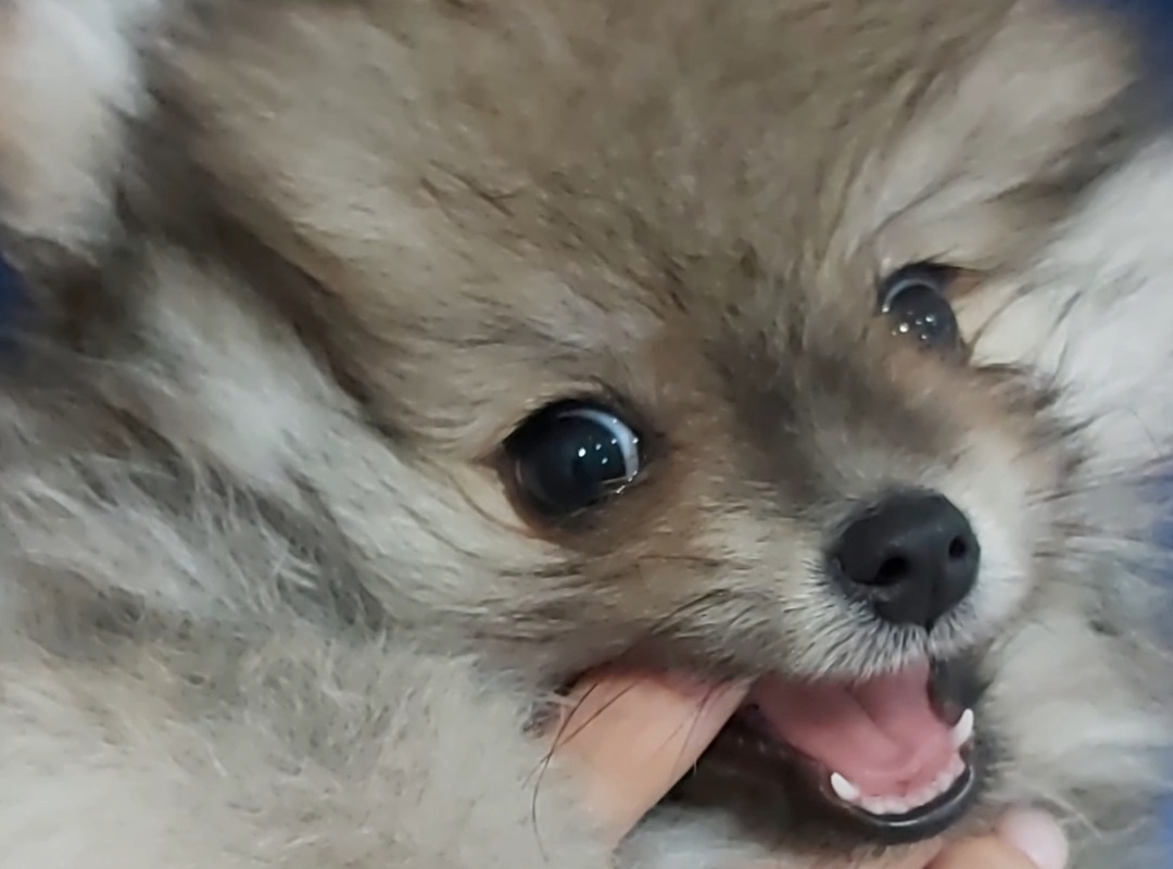 Шпиц. Дрессировка шпица. 3 месяца.