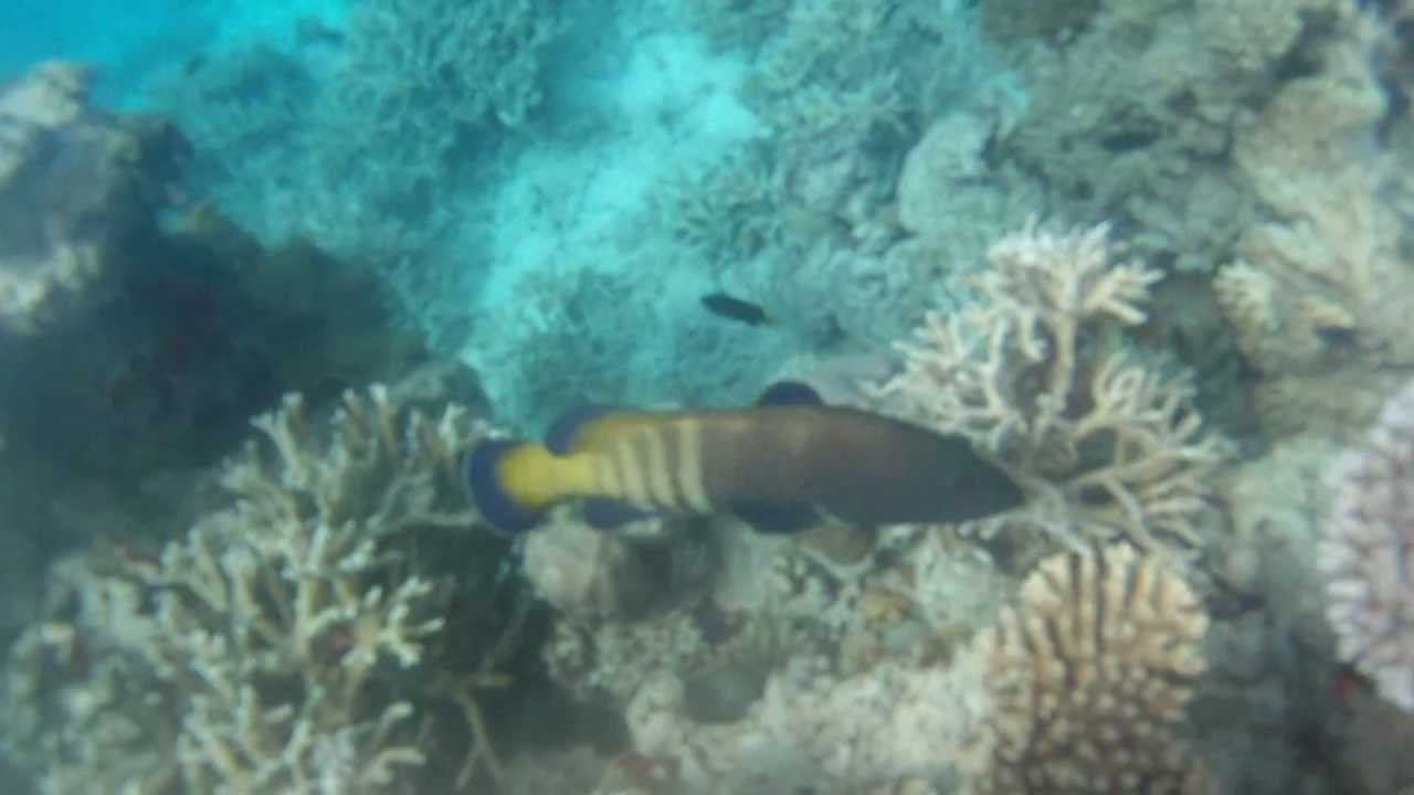 Vilamendhoo, Maldives. Vol.7